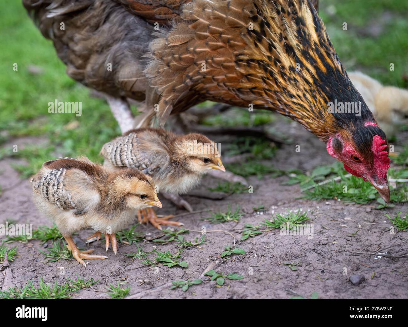Chicks following mother hen hi-res stock photography and images - Alamy