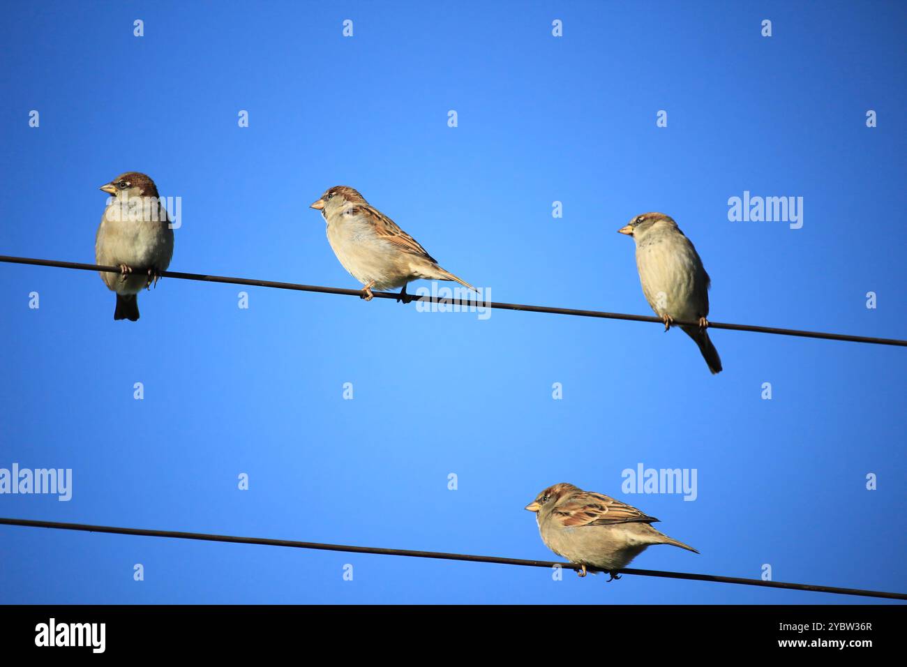 A flock of sparrows on electrical wires. Birds Stock Photo - Alamy