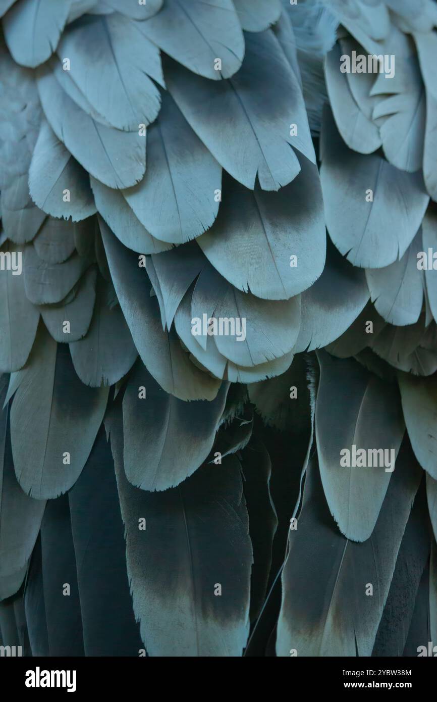 Grey wing hi-res stock photography and images - Alamy