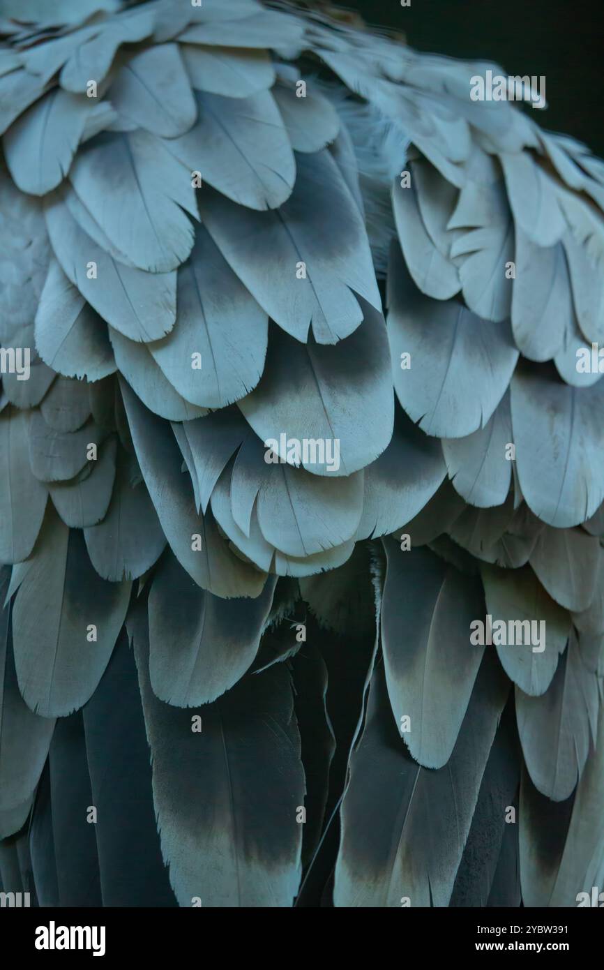 Grey wing feathers hi-res stock photography and images - Alamy
