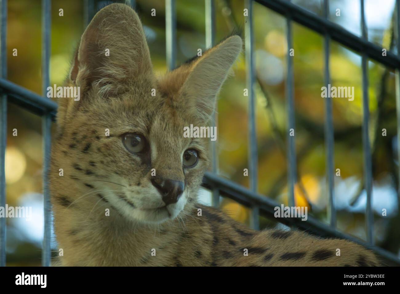 Savannah cat. Beautiful spotted and striped gold colored Serval ...