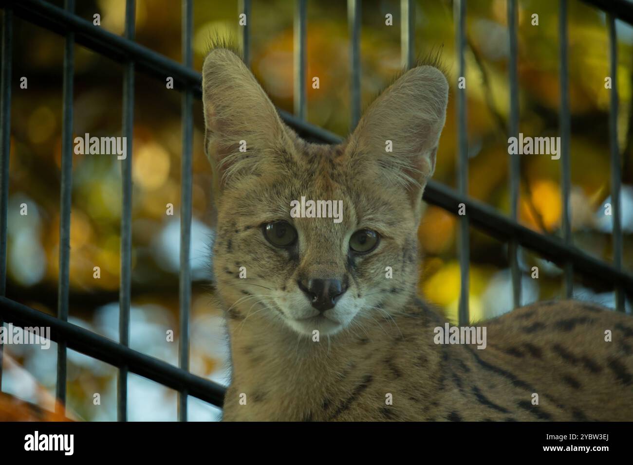 Savannah cat. Beautiful spotted and striped gold colored Serval ...