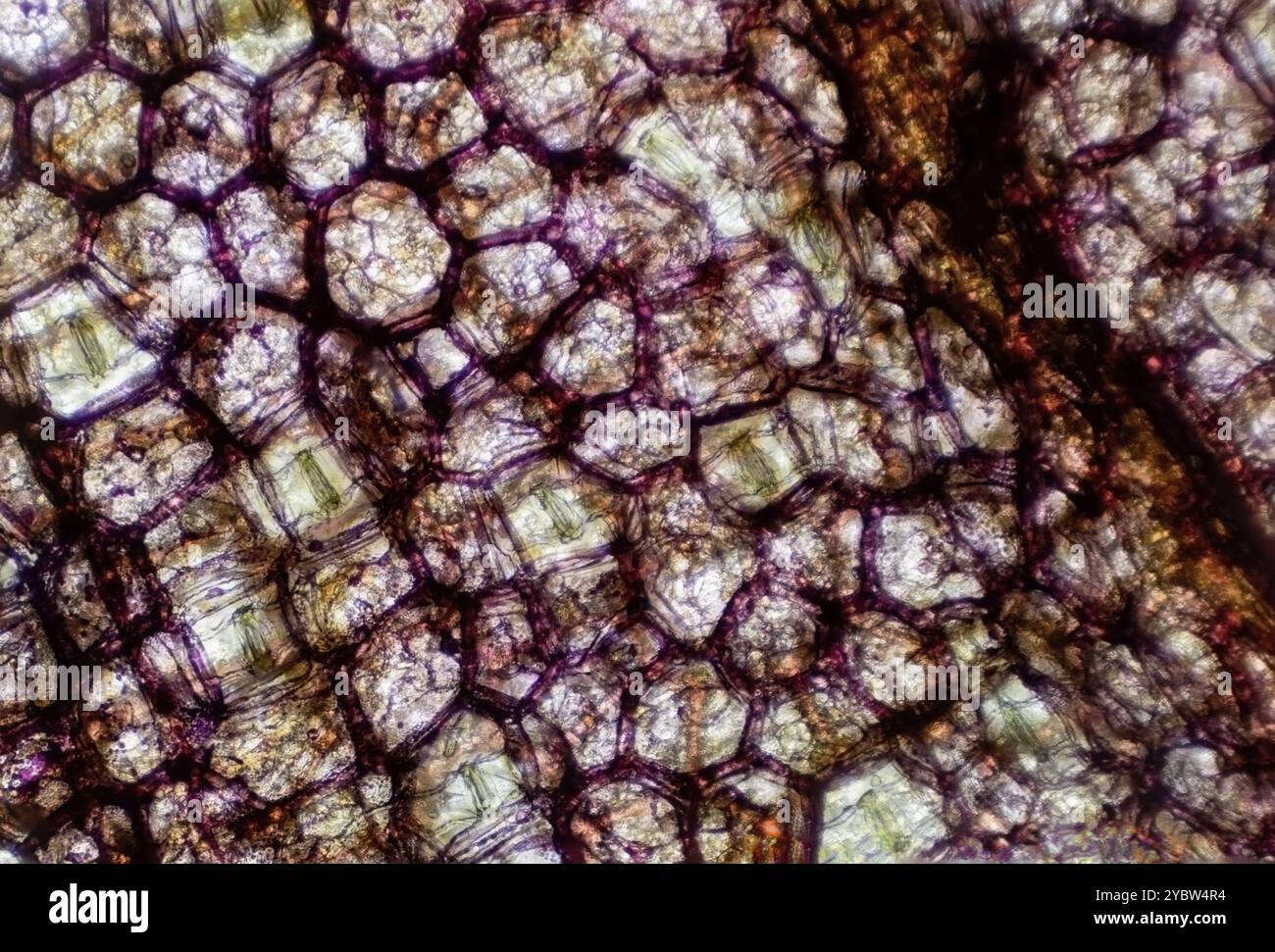Leaf epidermis stomata micrograph hi-res stock photography and images ...