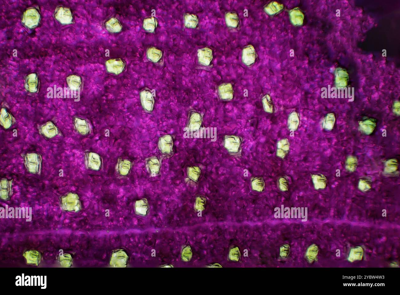 Micrograph microscope photosynthesis hi-res stock photography and ...