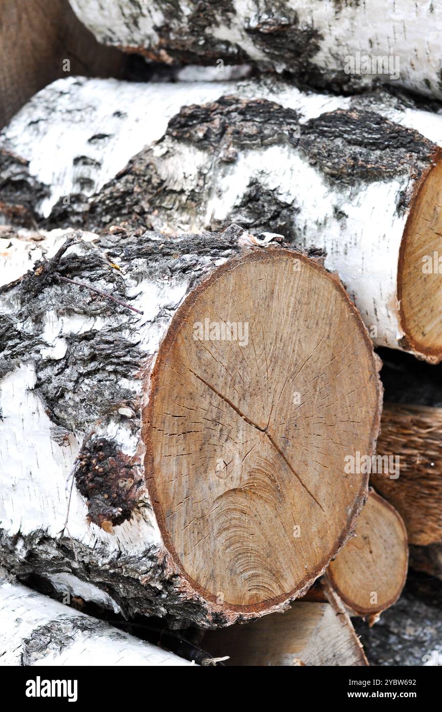 silver birch timber, stack of silver birch (wood) betula branch, white ...