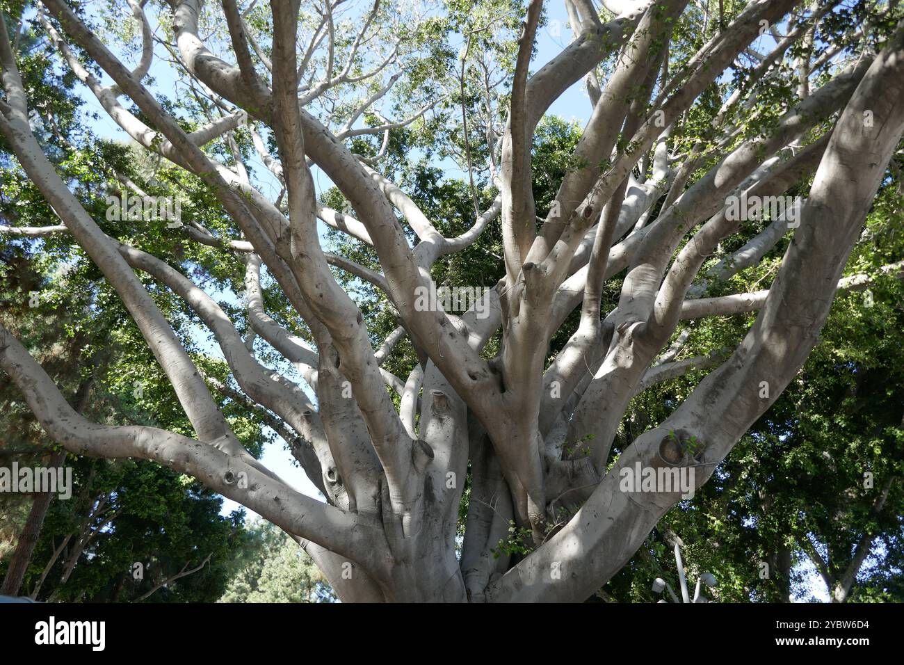 Los Angeles, California, USA 19h October 2024 Tree at Joni Mitchell and ...