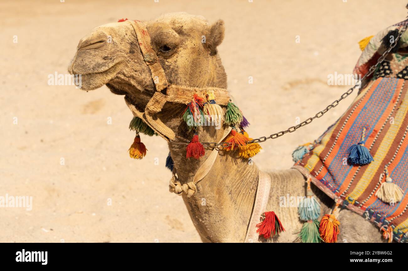 Camel sitting on the beach, riding camel in Egypt, arabian safari ...
