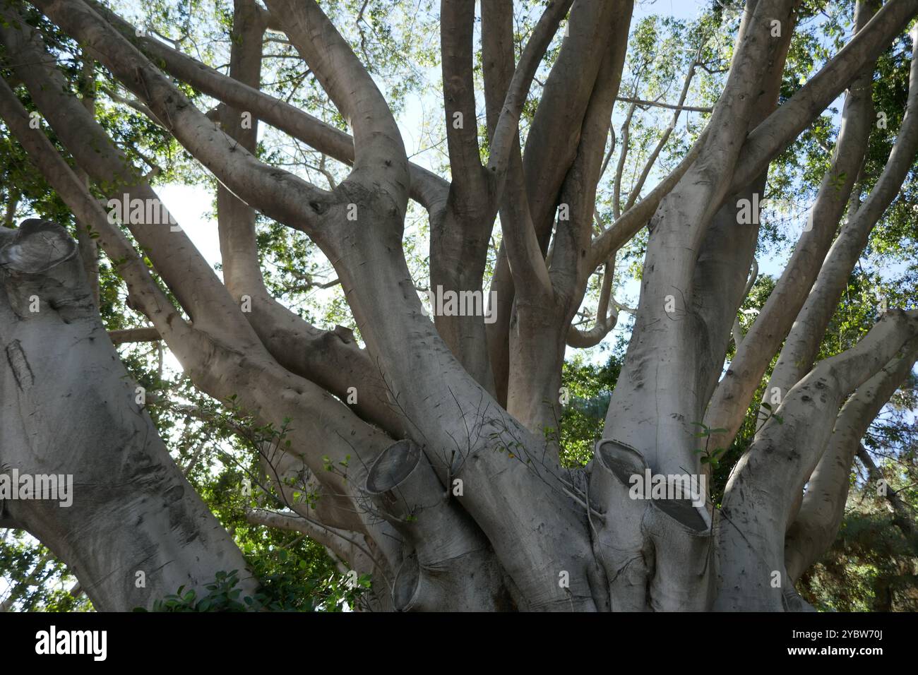 Los Angeles, California, USA 19h October 2024 Tree at Joni Mitchell and ...