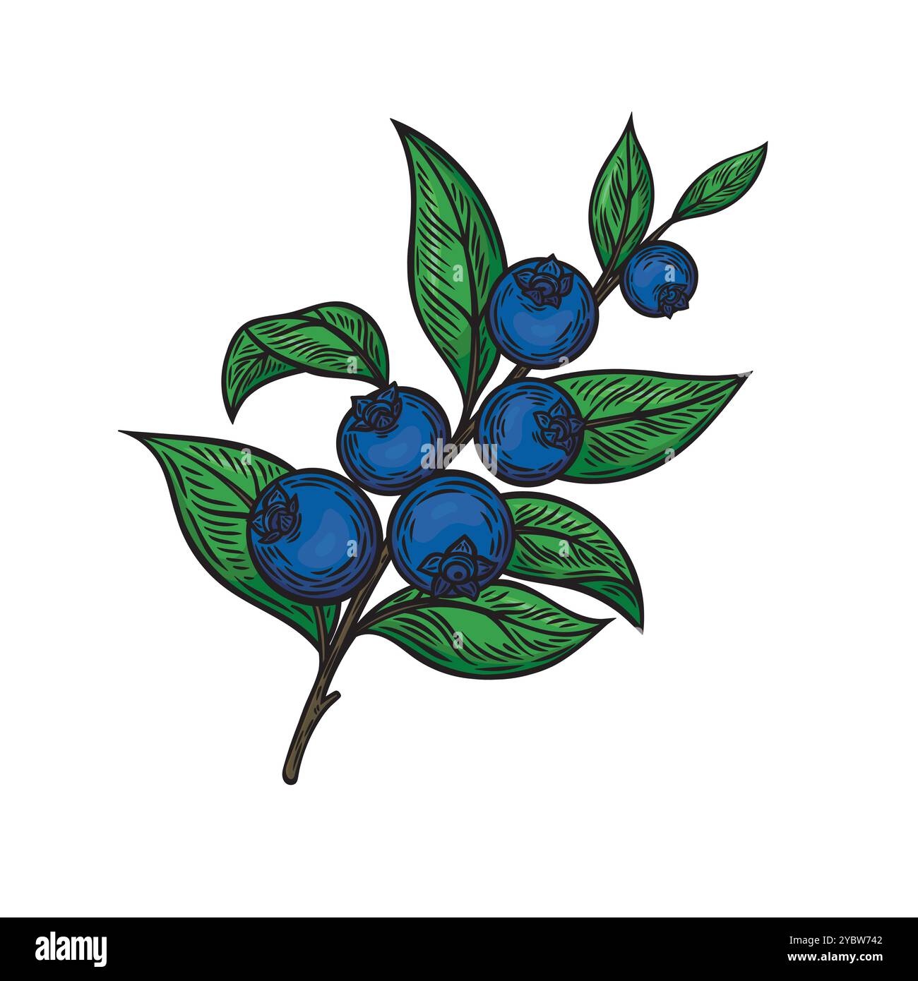 Sweet blueberry green leaves Stock Vector Images - Alamy