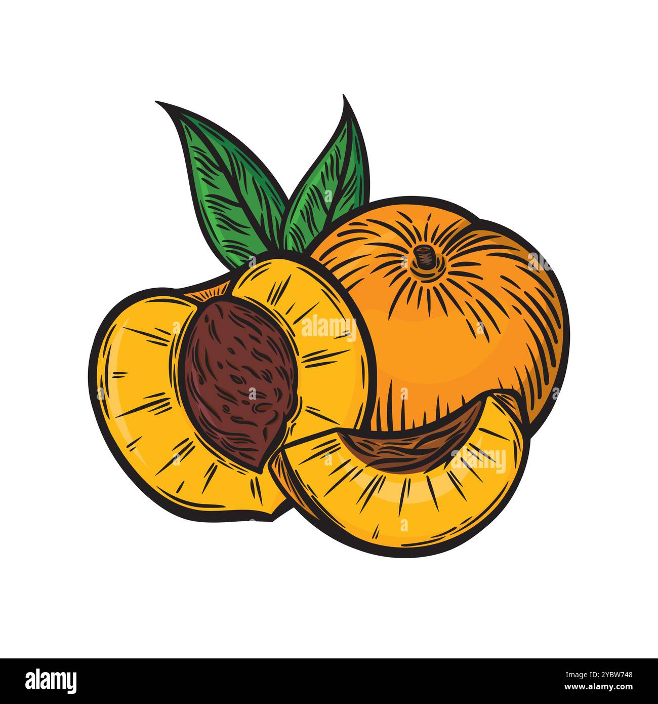 Color image of peaches in the style of line drawing Stock Vector Image ...