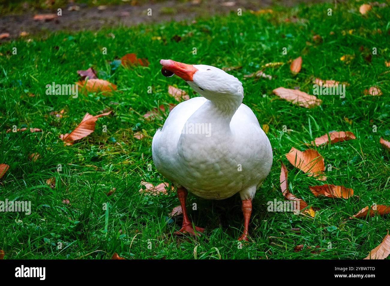 Winkworth Arboretum, Godalming. 20th October 2024. A cloudy start to ...