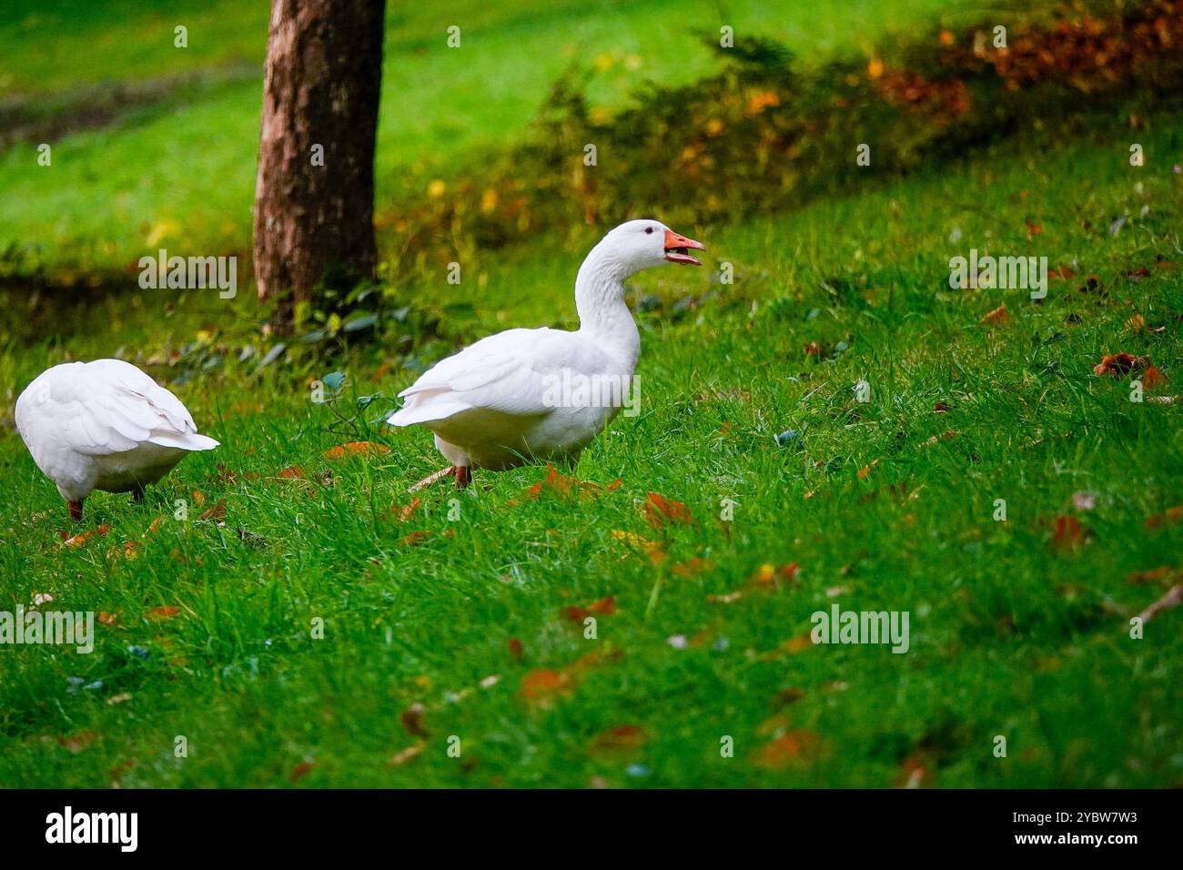 Winkworth Arboretum, Godalming. 20th October 2024. A cloudy start to ...