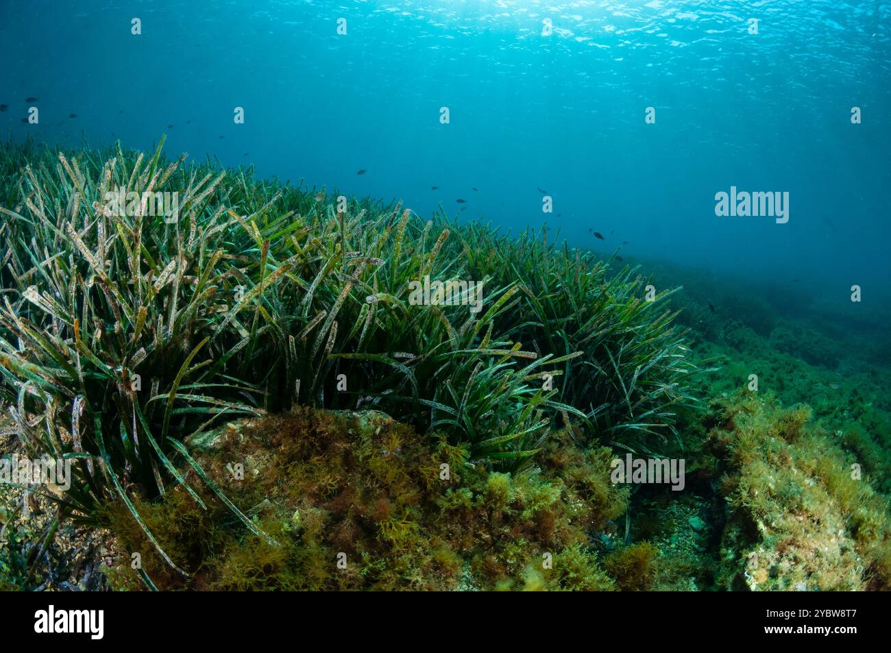 Mediterranean tapeweed, Posidonia oceanica, cadaques, Costa Brava ...