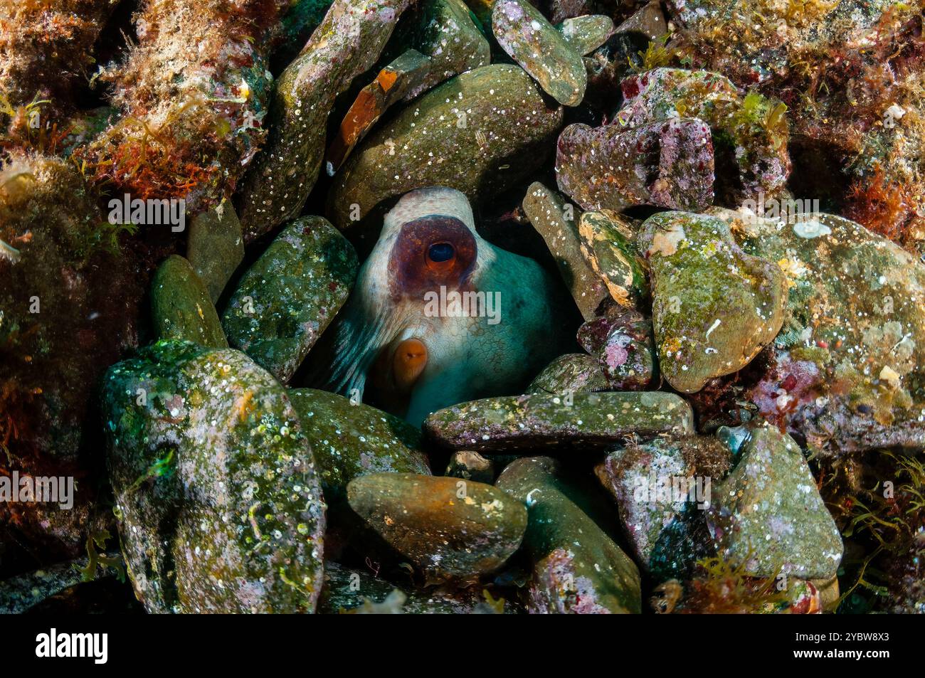 common octopus, Octopus vulgaris, hiding in hole made of rocks ...