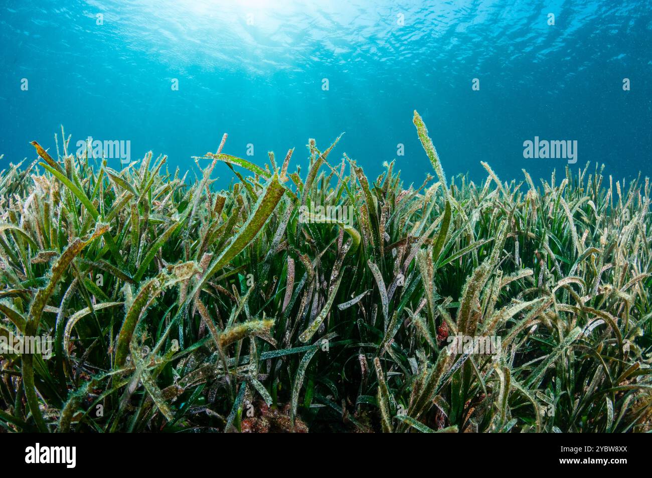 Mediterranean tapeweed, Posidonia oceanica, Cadaques, Costa Brava ...