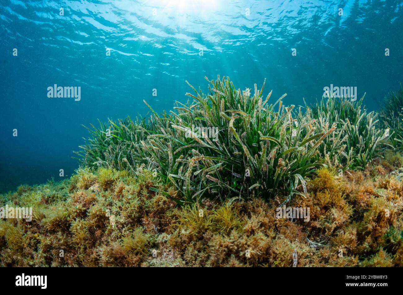 Mediterranean tapeweed, Posidonia oceanica, cadaques, Costa Brava ...
