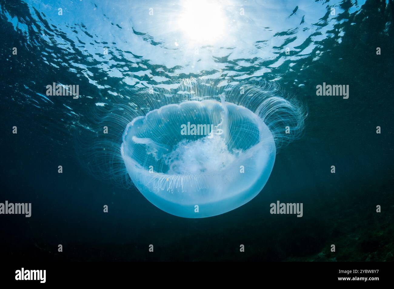 Medusa sombrilla hi-res stock photography and images - Alamy