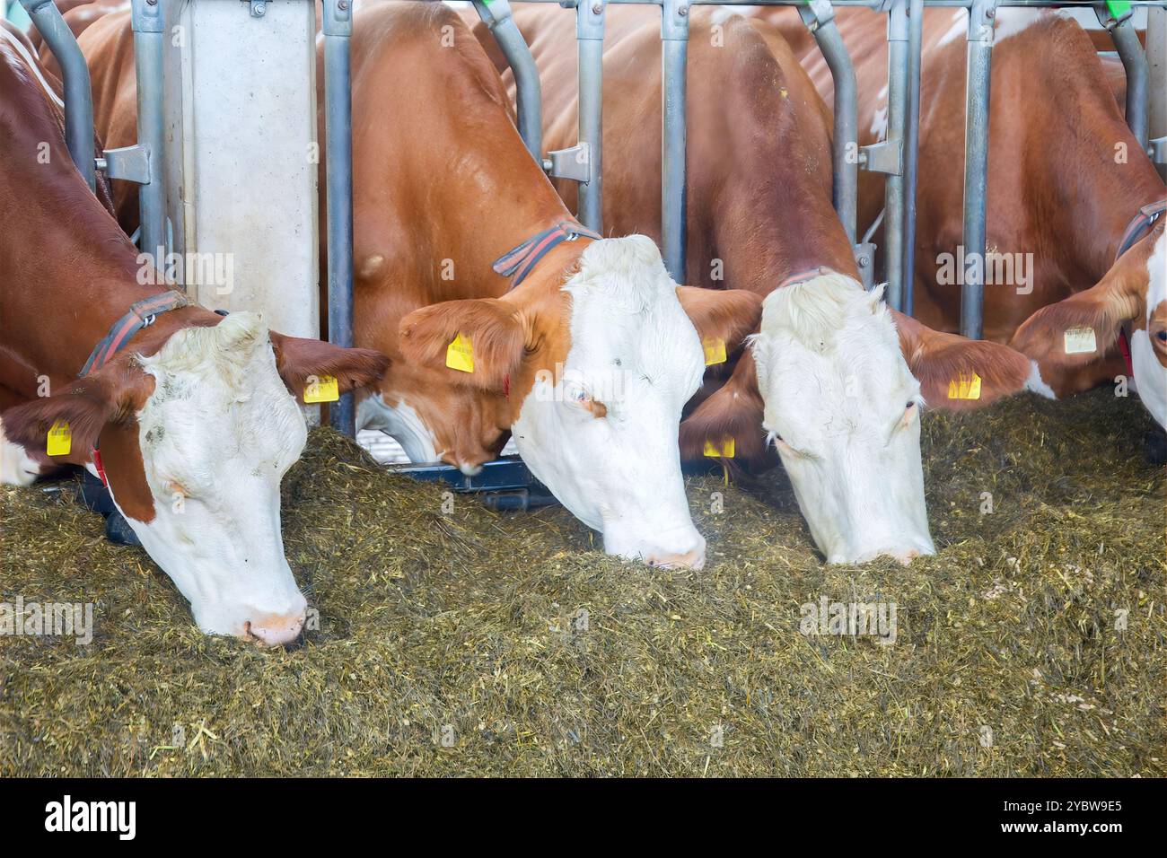 Dairy cows in a dairy farmers barn Stock Photo - Alamy