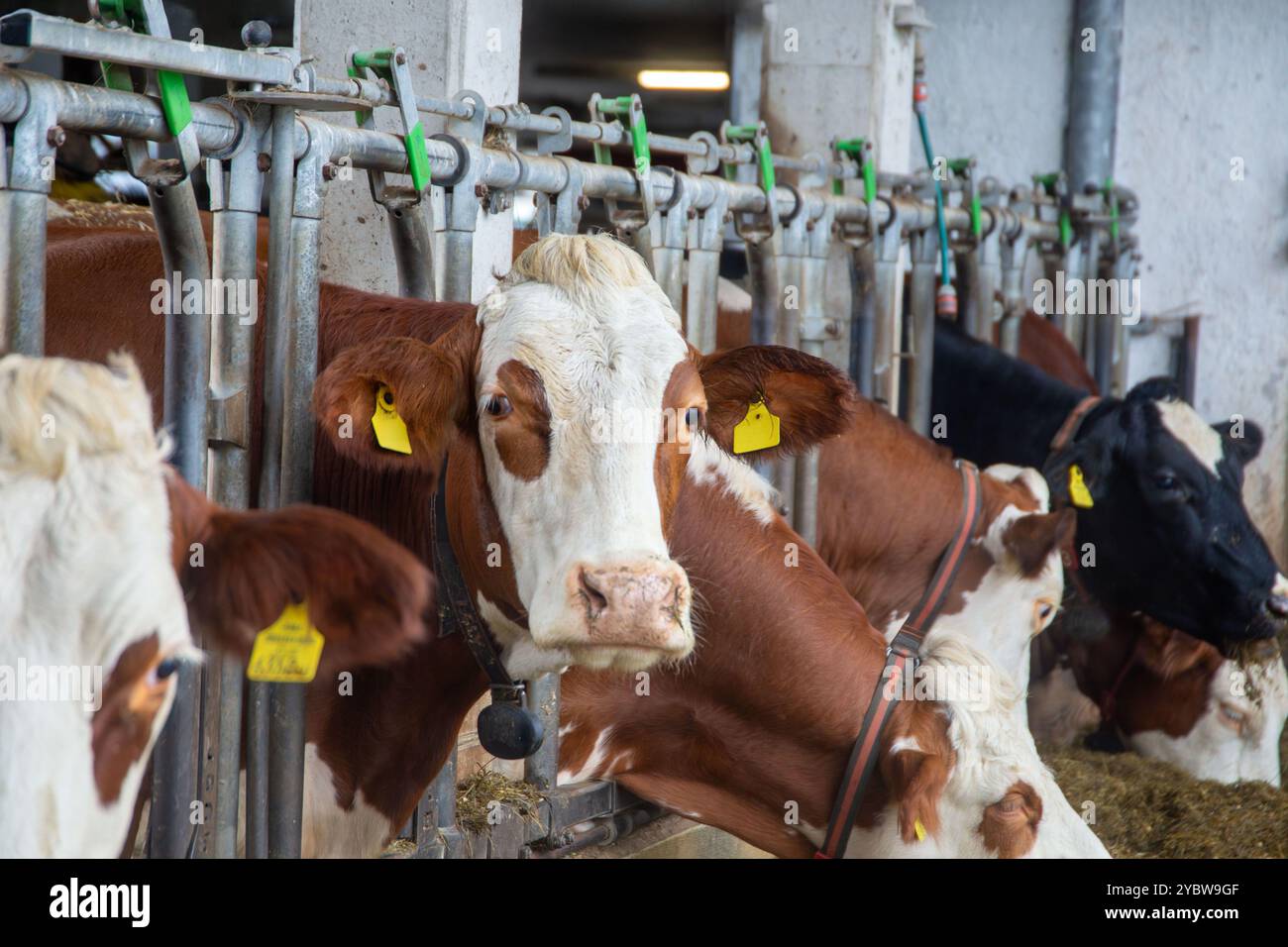 Dairy cows in a dairy farmers barn Stock Photo - Alamy