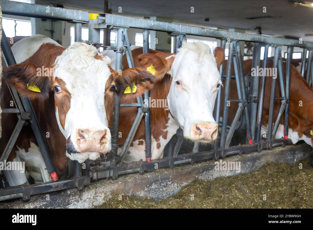 Dairy cows in a dairy farmers barn Stock Photo - Alamy
