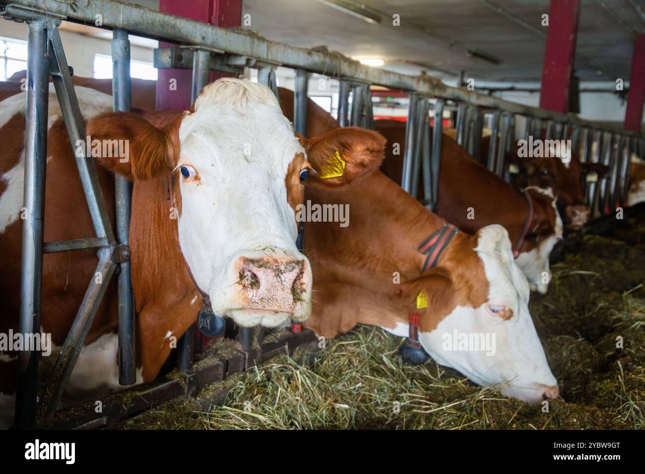 Dairy cows in a dairy farmers barn Stock Photo - Alamy