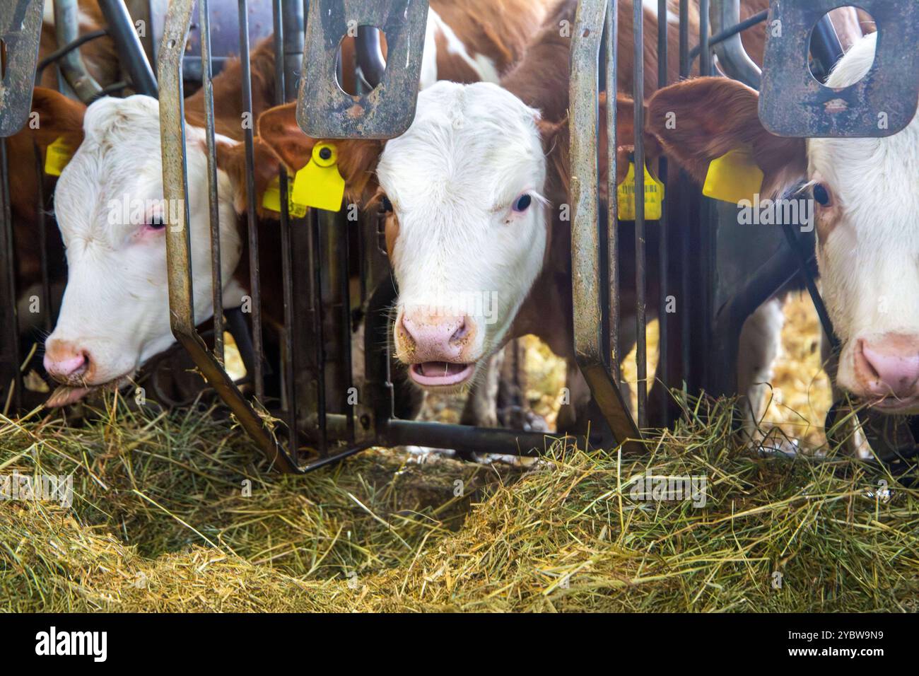 Milchkühe Simmentaler Fleckvieh im Stall eines Milchbauers ...