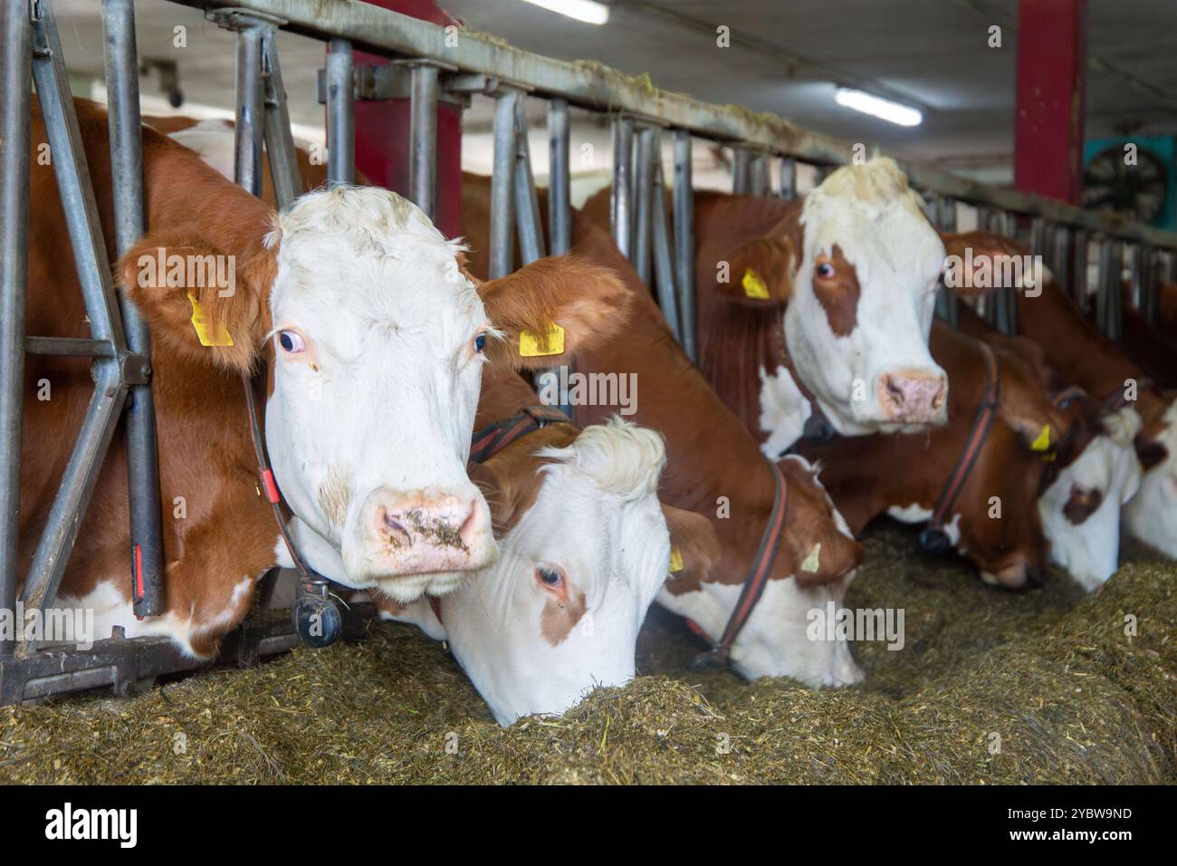 Simmenthaler fleckvieh hi-res stock photography and images - Alamy