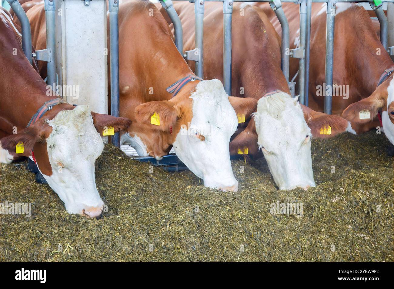 Milchkühe Simmentaler Fleckvieh im Stall eines Milchbauers ...