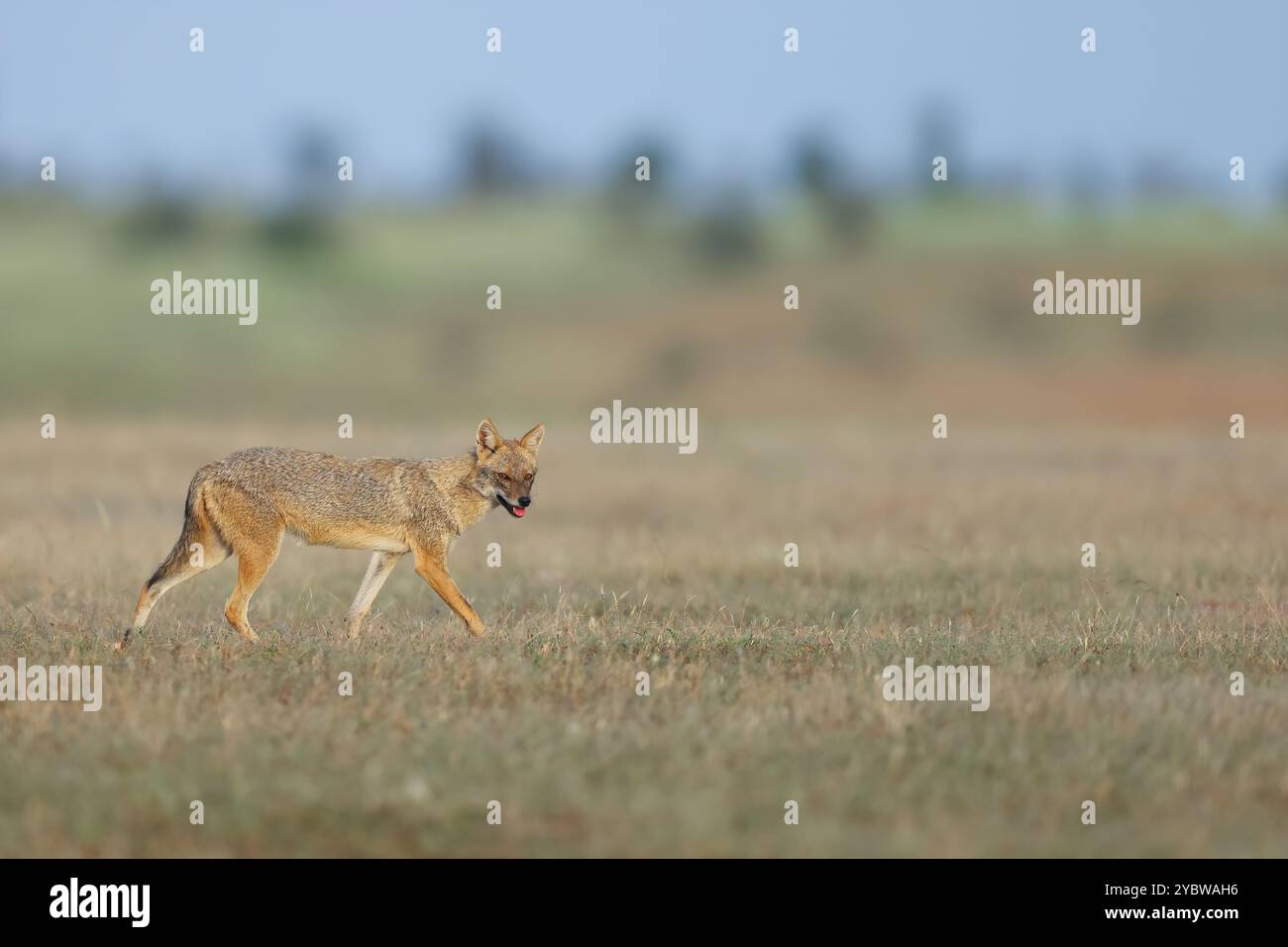 Indian Jackal - The Indian jackal, also known as the Himalayan jackal ...