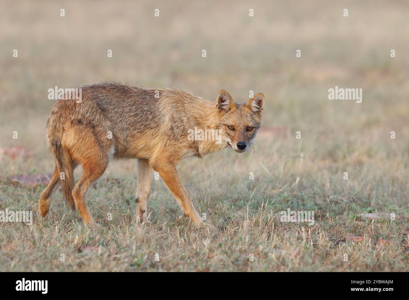 Indian Jackal - The Indian jackal, also known as the Himalayan jackal ...