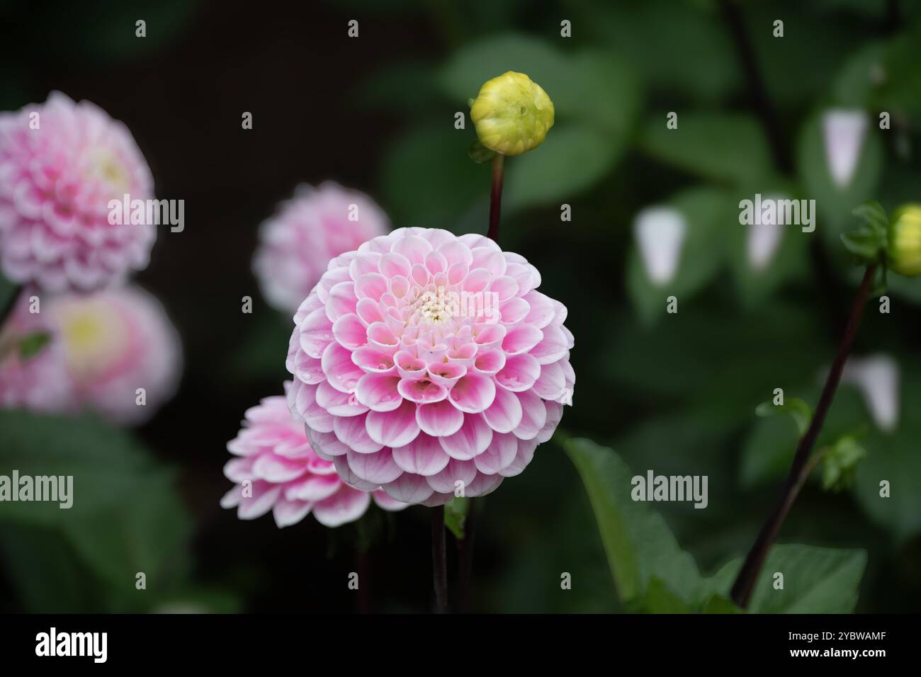 Pink pom pom dahlia in bloom Stock Photo - Alamy