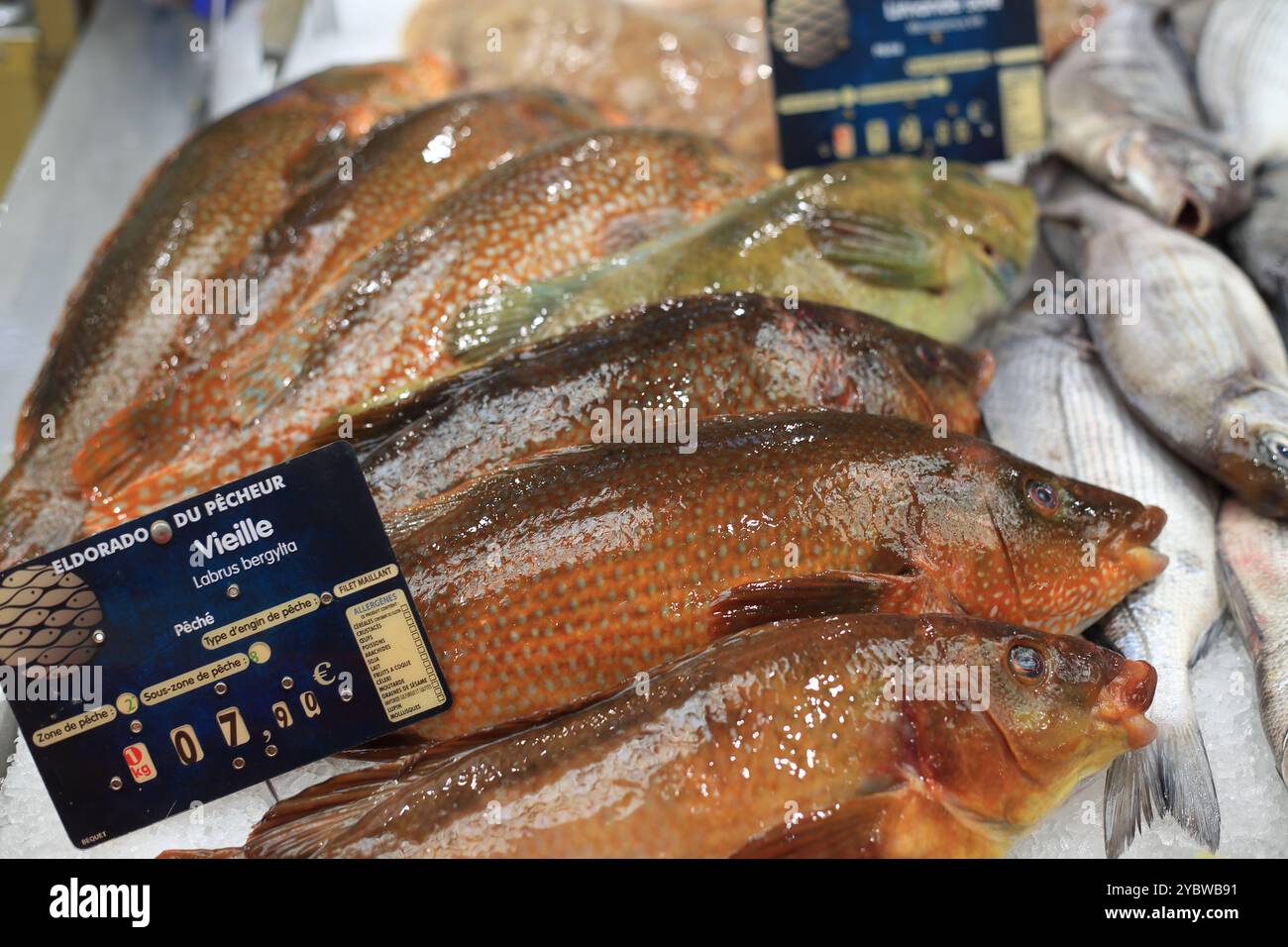 Ballan Wrasse (Labrus Bergylta) on market stall in Halles aux Poissons ...