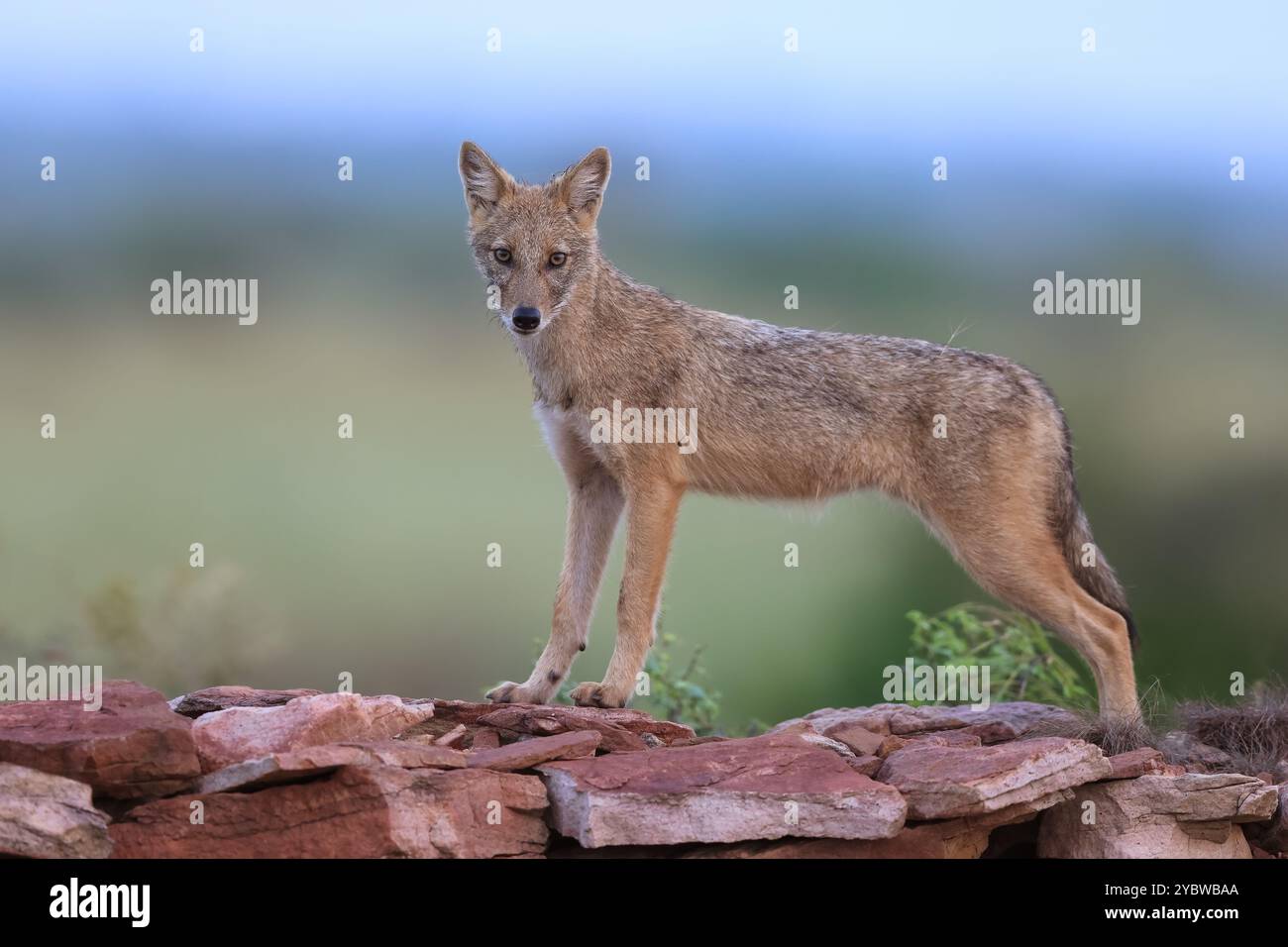 Indian Jackal - The Indian jackal, also known as the Himalayan jackal ...