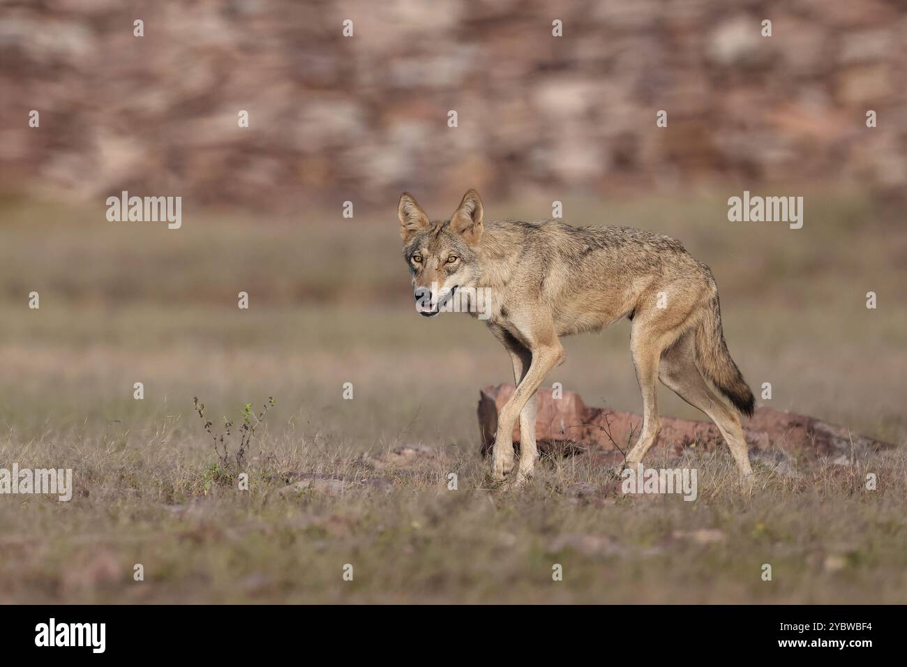 Indian Wolf is a subspecies of gray wolf that ranges from Southwest ...