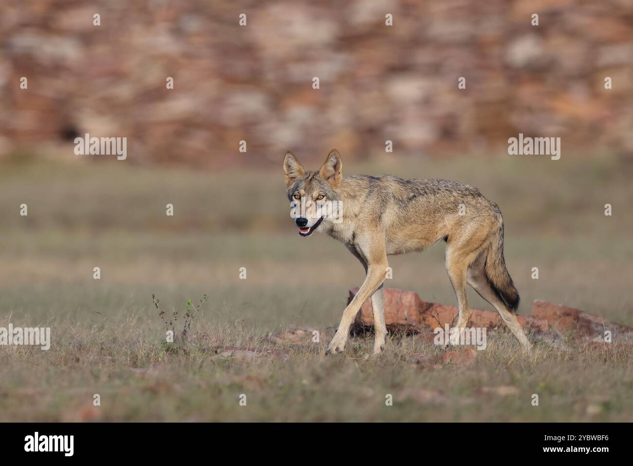 Indian Wolf is a subspecies of gray wolf that ranges from Southwest ...