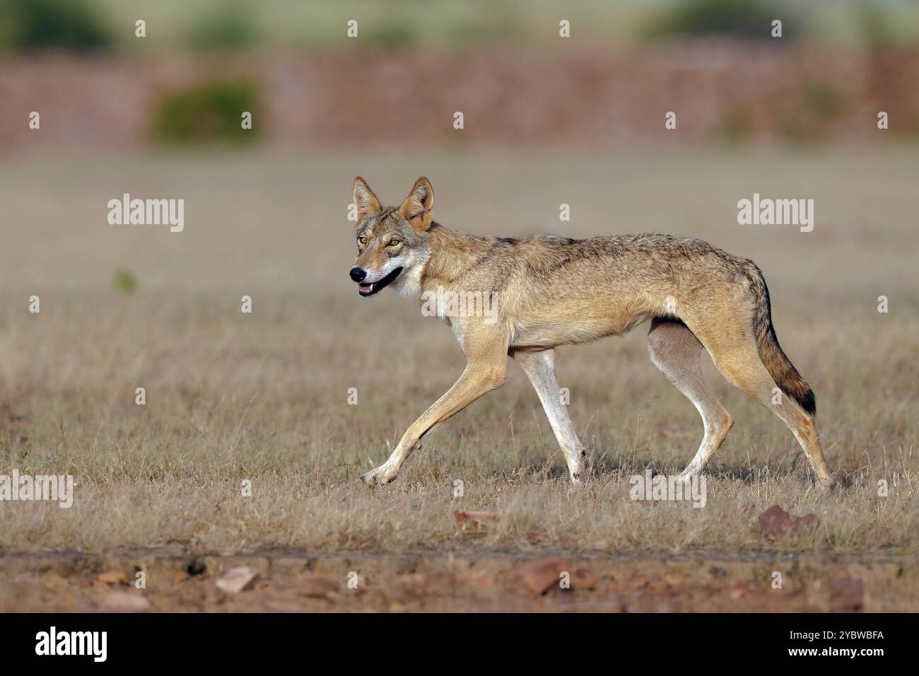 Indian Wolf is a subspecies of gray wolf that ranges from Southwest ...