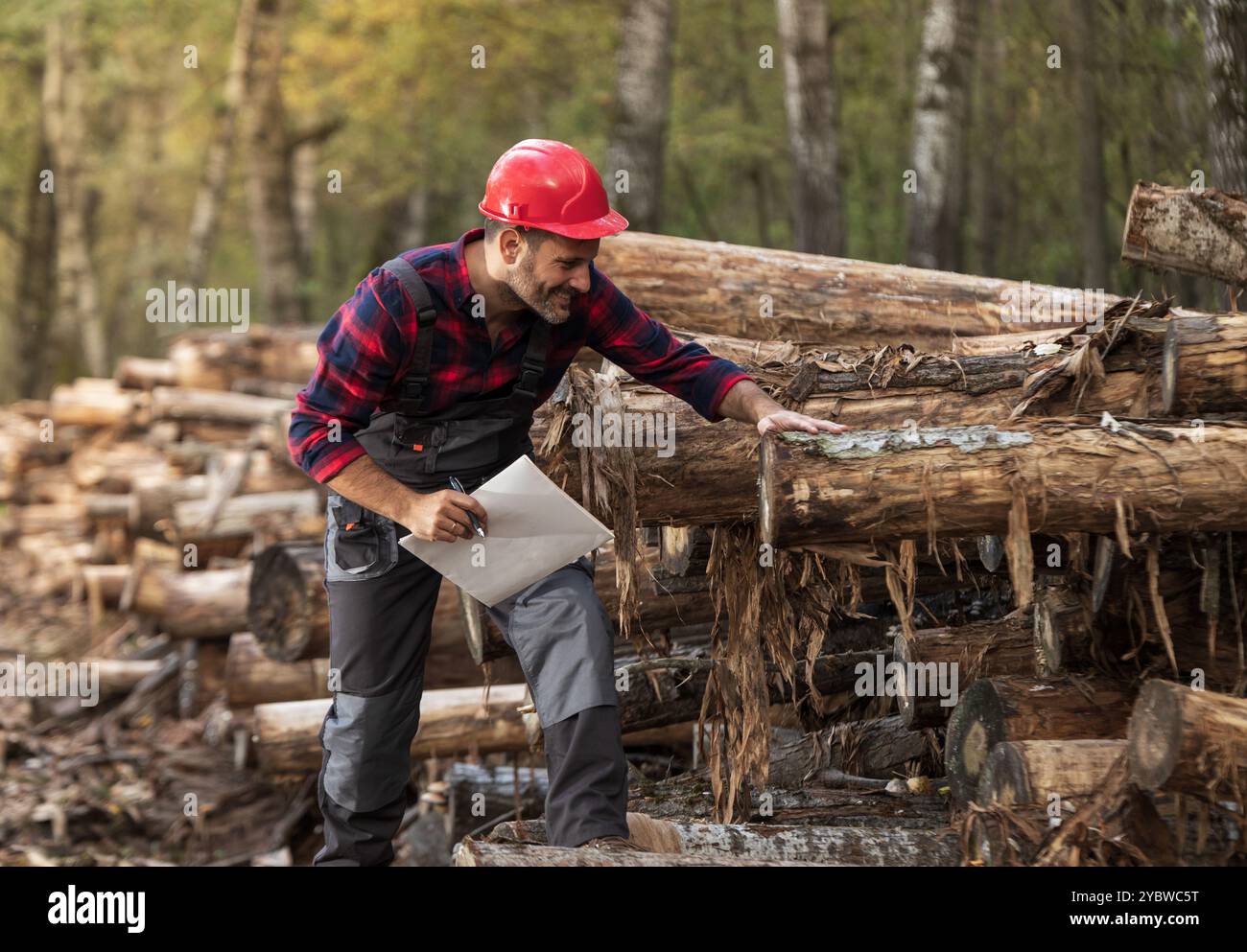Tree trunks stacked in hi-res stock photography and images - Alamy