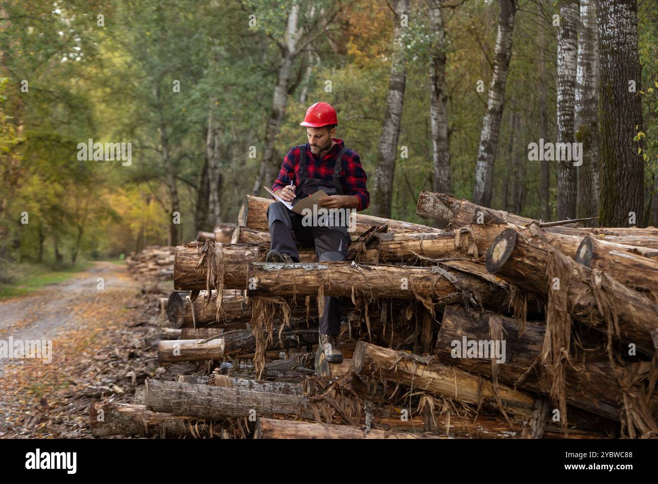 Tree trunks stacked in hi-res stock photography and images - Alamy