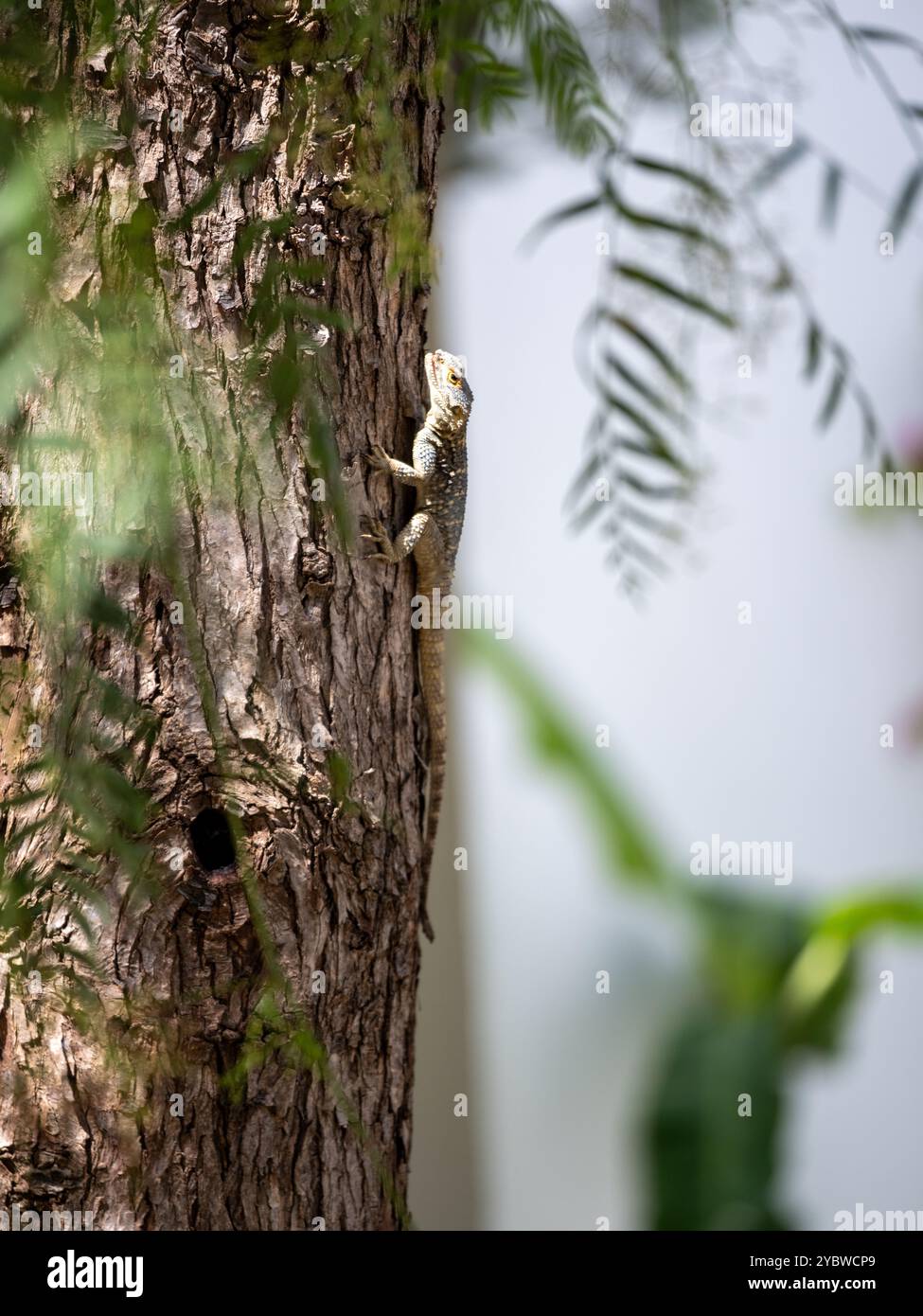 Green Chameleon climbing on a tree Stock Photo - Alamy