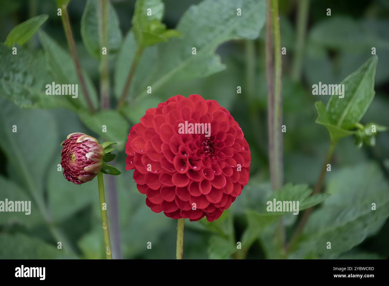 Red Pom pon dahlia Stock Photo - Alamy
