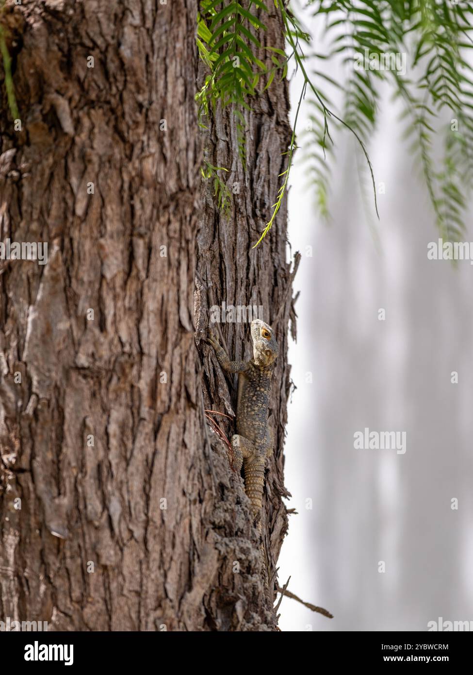 Vibrant green tree frog hi-res stock photography and images - Alamy