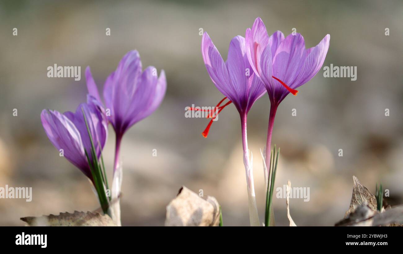 Plucking saffron hi-res stock photography and images - Alamy