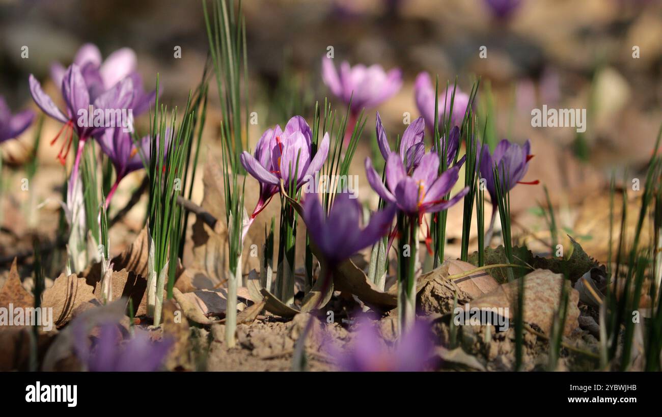 Plucking saffron hi-res stock photography and images - Alamy