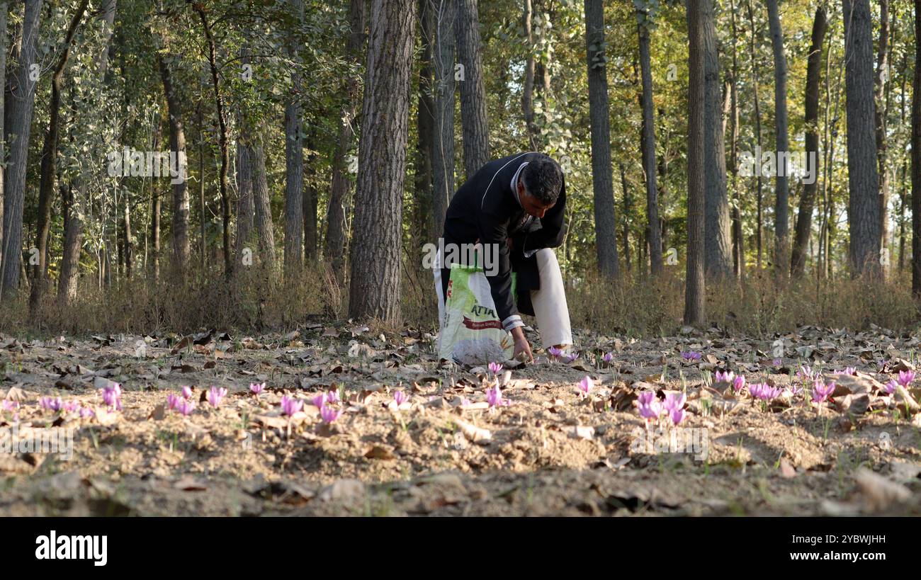A man is seen plucking the saffron flowers in a land covered with ...