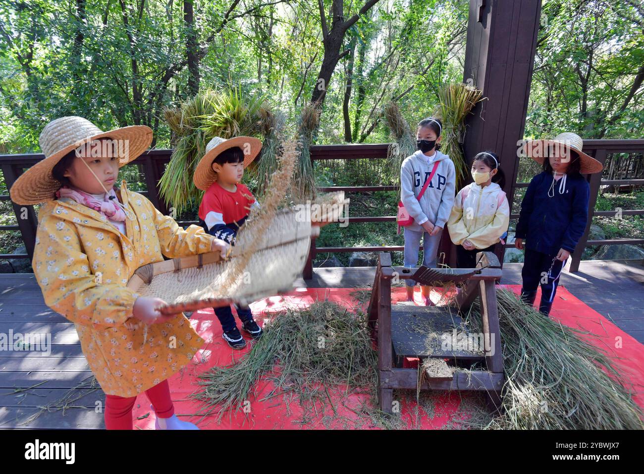 Rice harvesting experience in Seoul, South Korea Children wearing ...