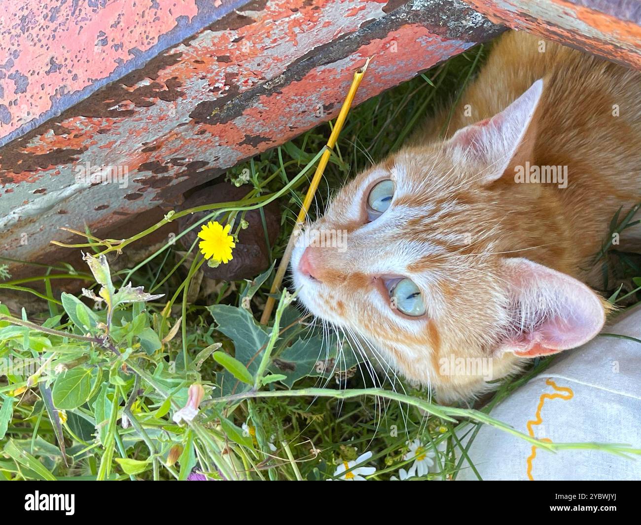 Orange tabby cat hidden Stock Photo - Alamy
