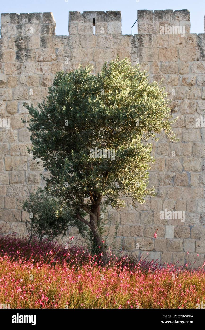 A section of the ancient stone ramparts and walls of the Old City of ...