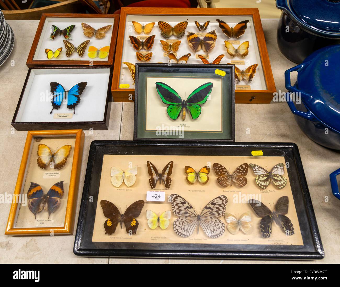 Mounted specimen hi-res stock photography and images - Alamy