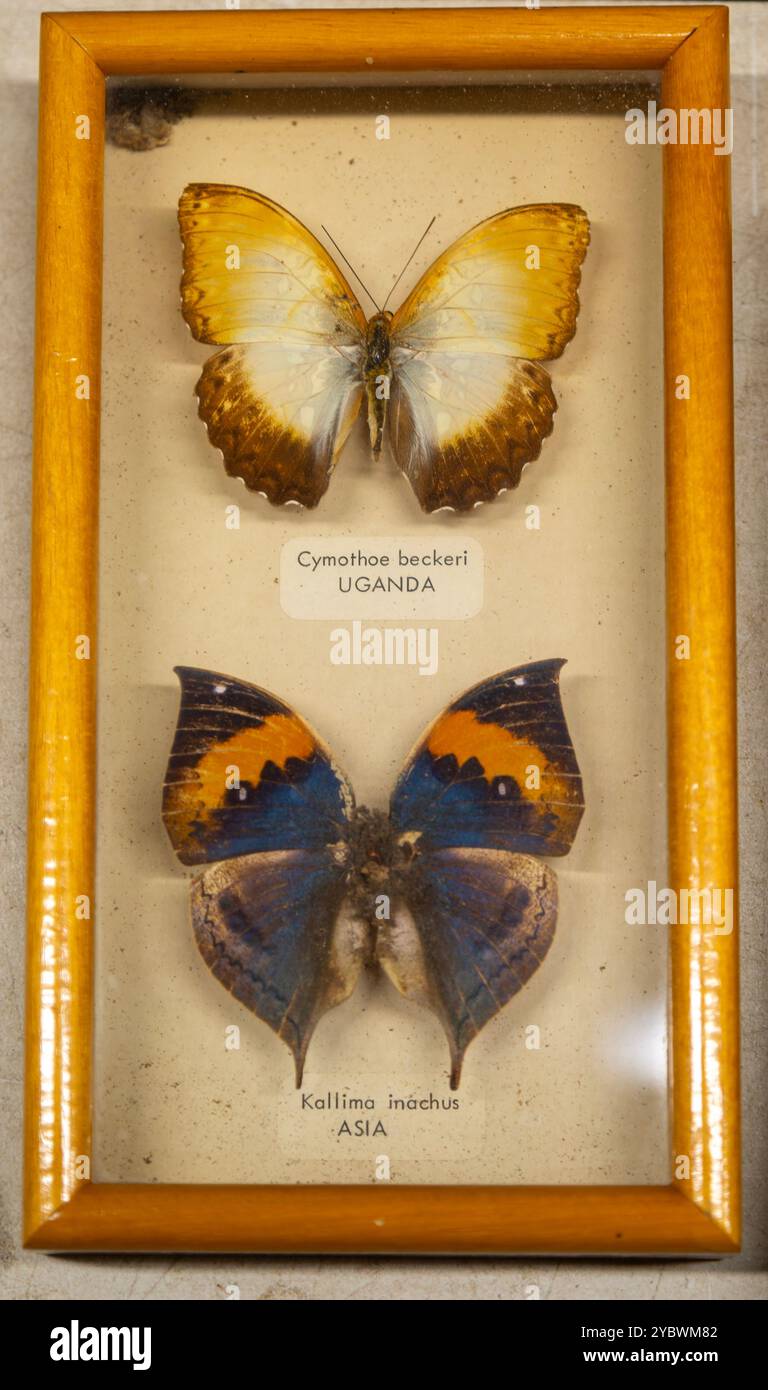 Mounted tropical butterflies in display case Cymothoe Beckeri from ...