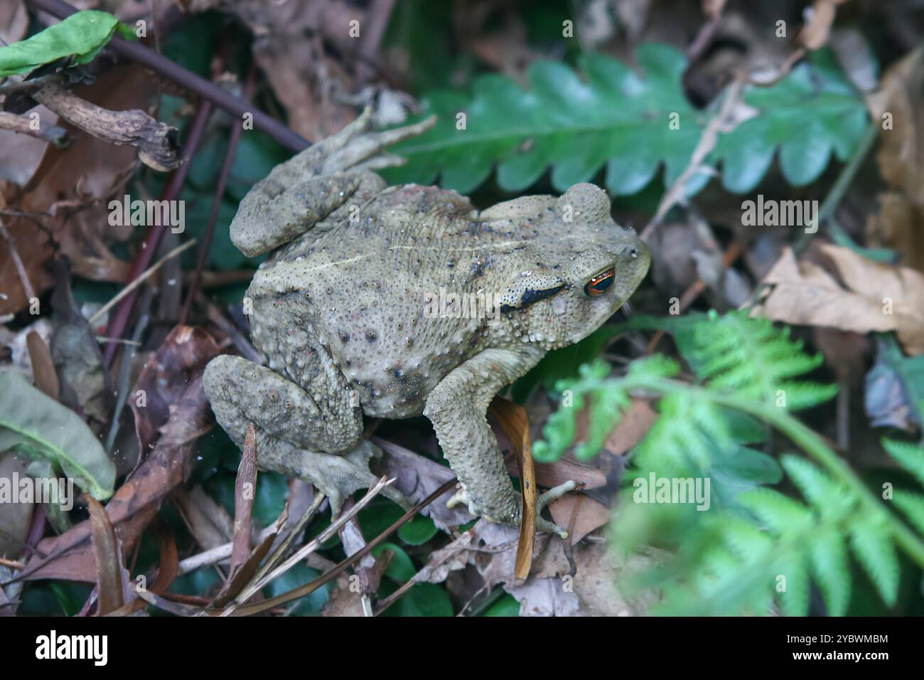 A well-camouflaged Asian toad (Bufo bankorensis) rests among fallen ...